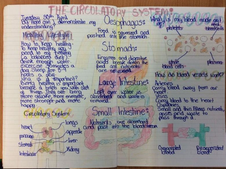 Tithe Farm Primary School - Aquamarine